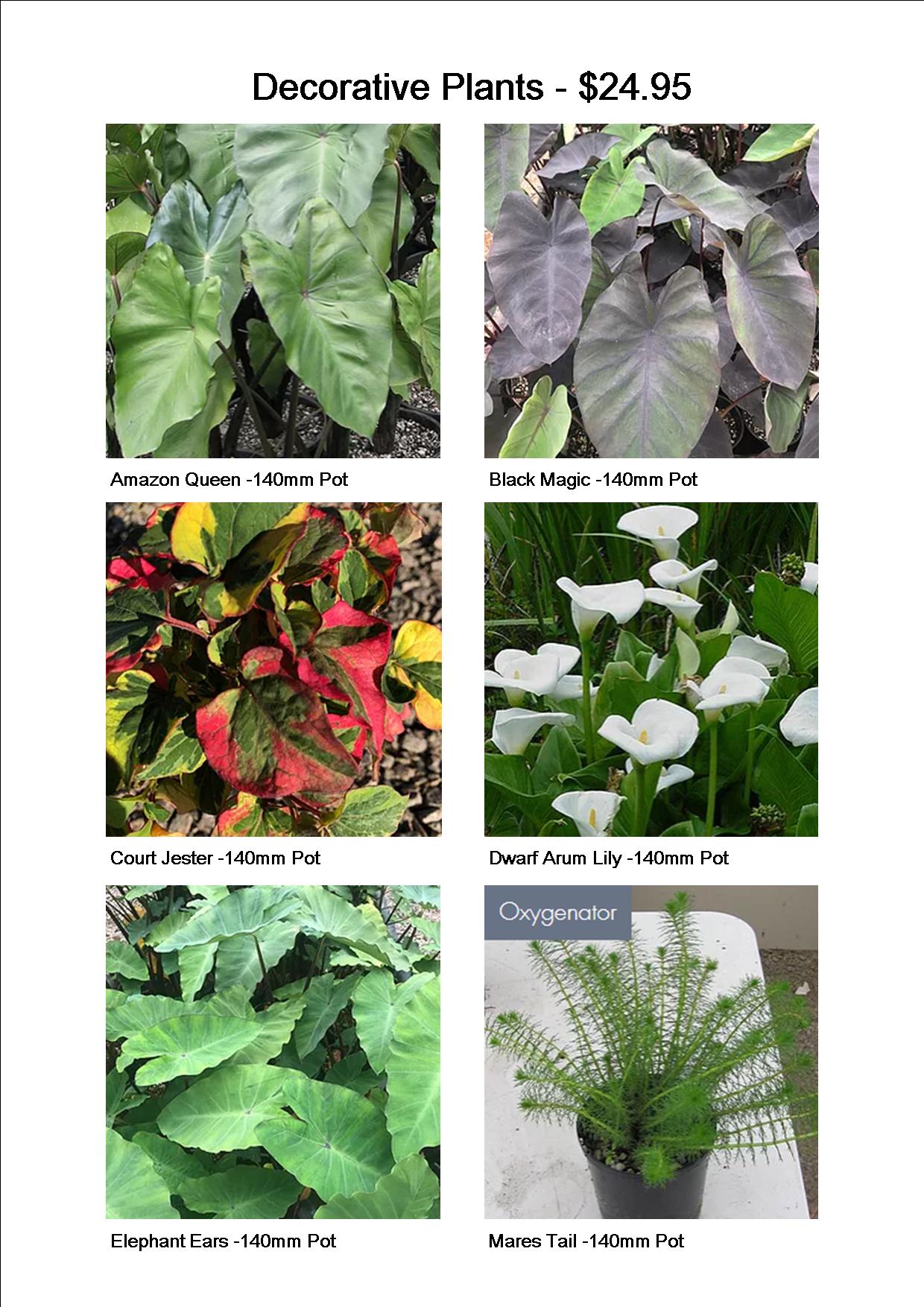 Water Plants : Bruceworks